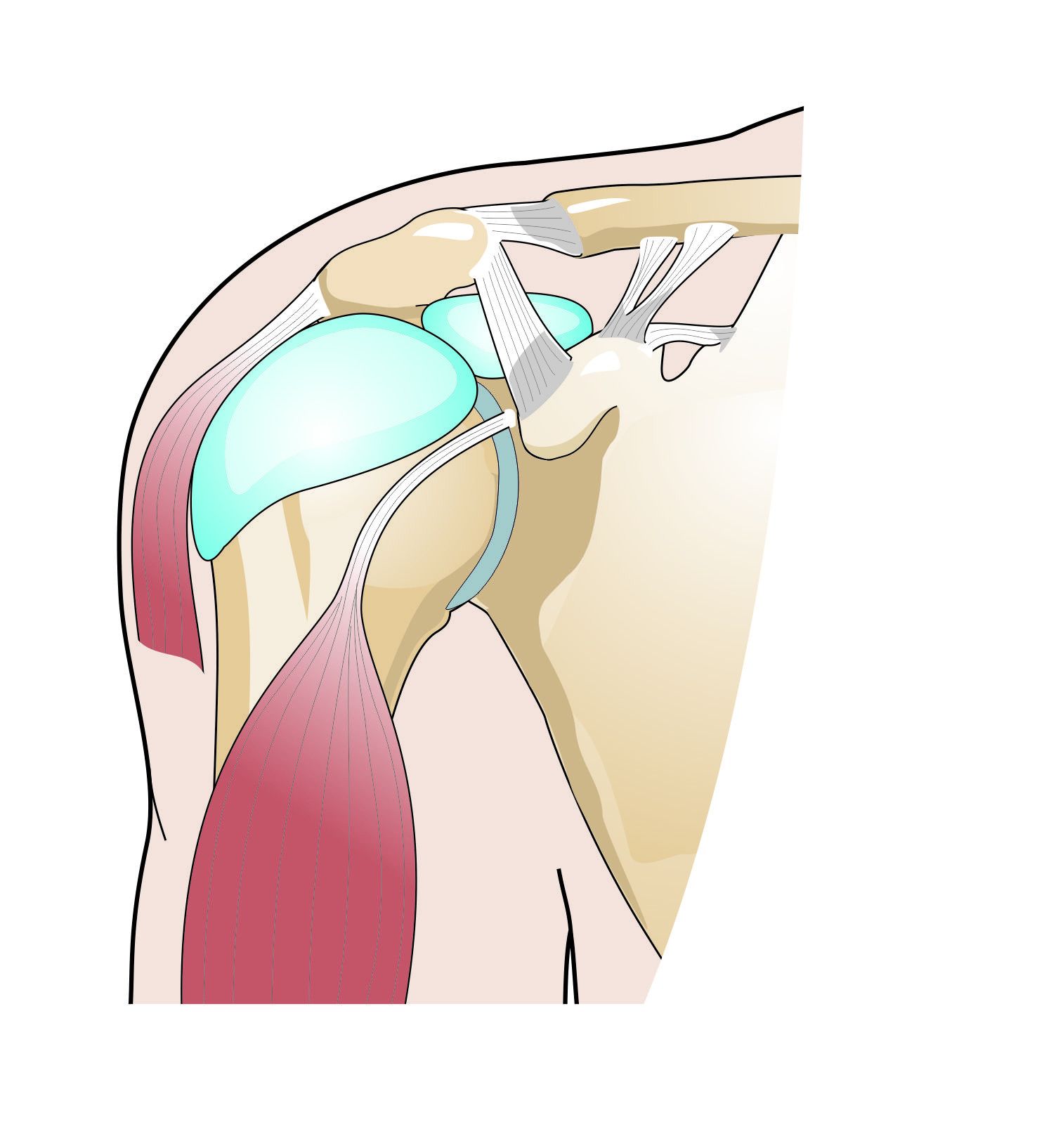 Bursiitit: diagnostiikka ja hoito - Lääkärilehti